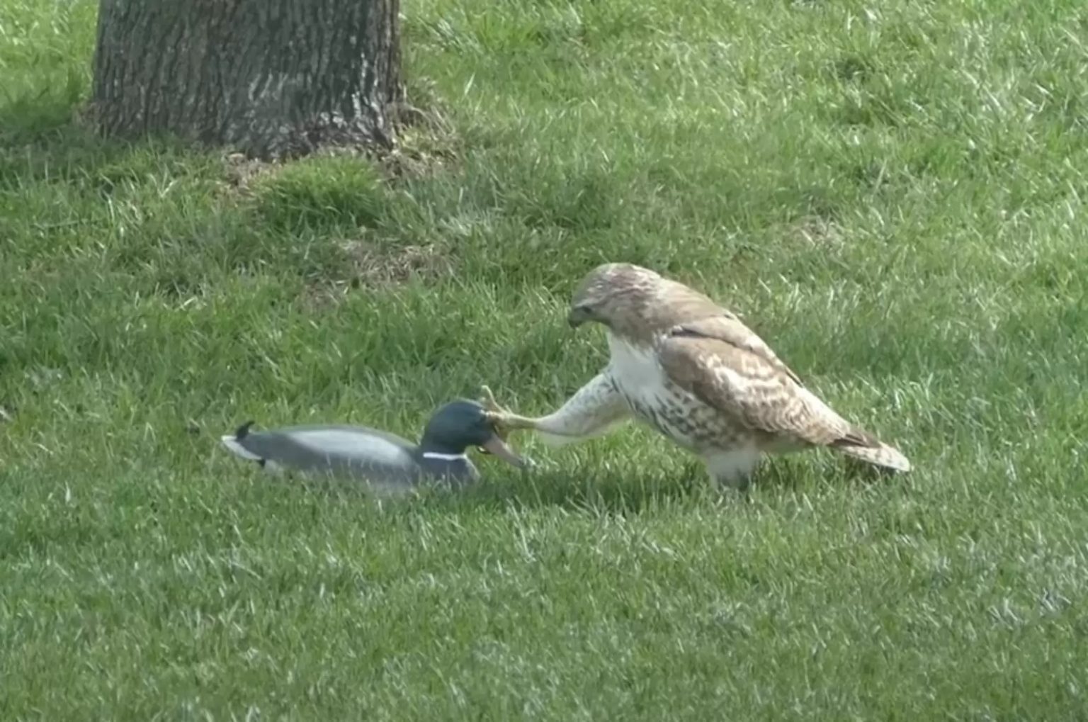 Why This 'Duck' Isn't Afraid Of The Hawk - Animalplanetnow