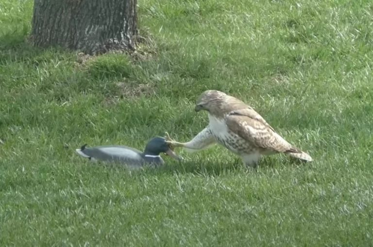 Why This 'Duck' Isn't Afraid Of The Hawk - Animalplanetnow