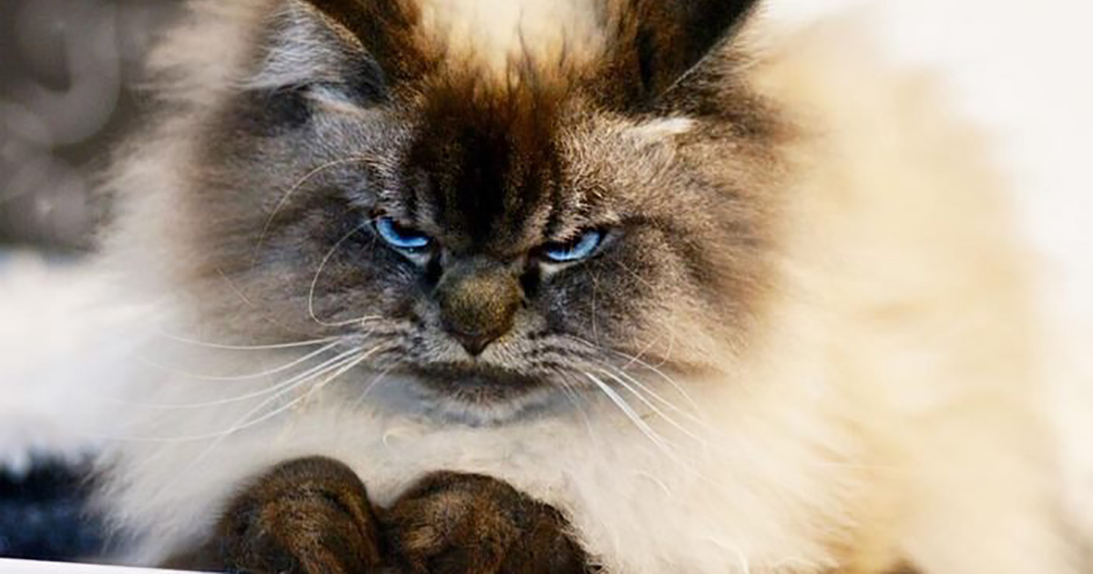 This cats gaze may leave you terrified! - Animalplanetnow