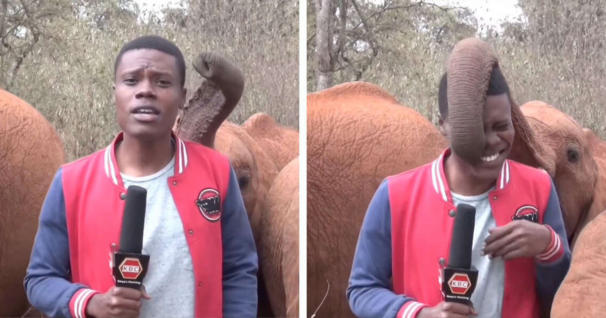 Elephant interrupts the reporter's news segment, and the reporter can't ...