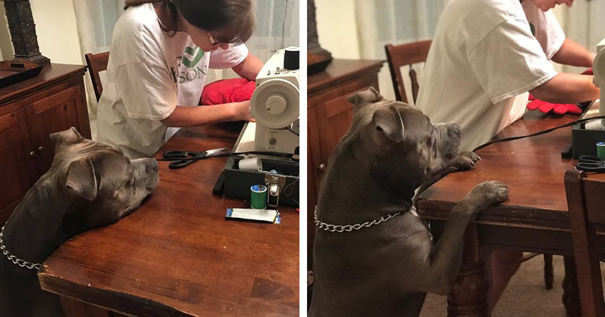 The dog's reaction after ripping off his favorite pillow - Animalplanetnow