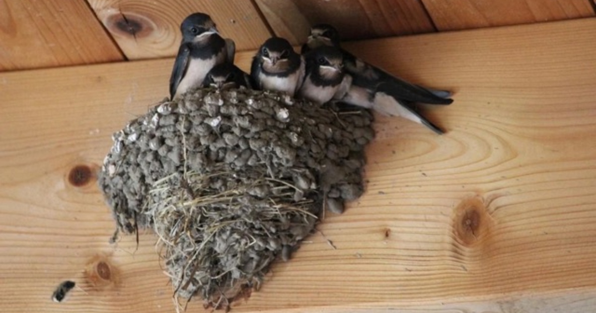 Swallows Build Nests On The Roof Of Your House And You Don’t Know Why ...